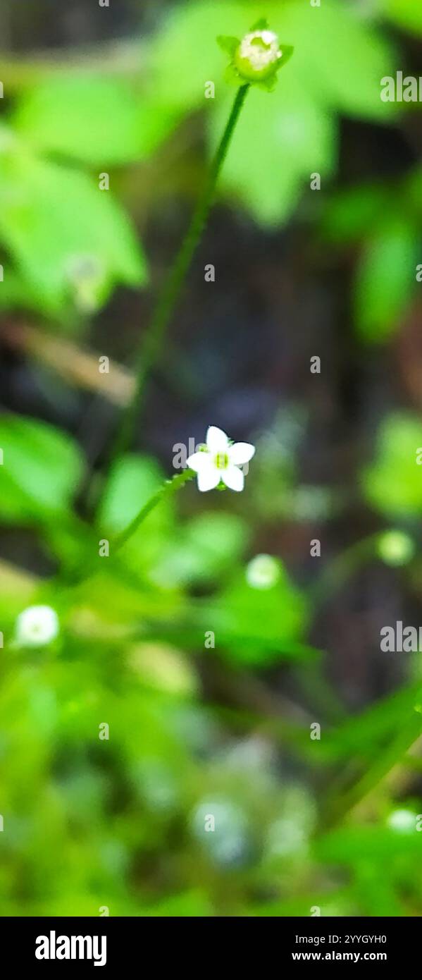 slender-stemmed androsace (Androsace filiformis Stock Photo - Alamy