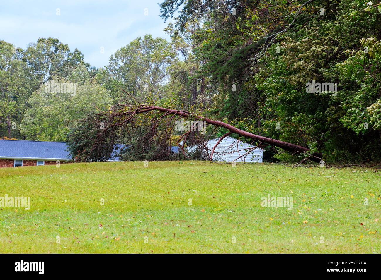 Massive tree has fallen over, its trunk leaning against building while ...