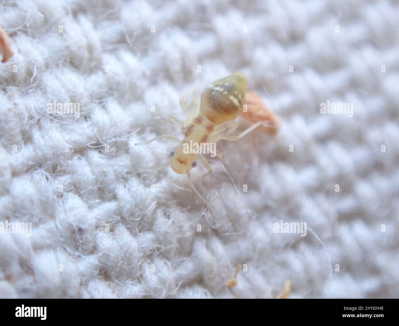 Barklice, Booklice, and Parasitic Lice (Psocodea Stock Photo - Alamy