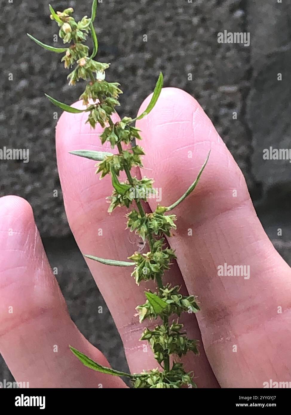 Marsh Dock (Rumex palustris Stock Photo - Alamy