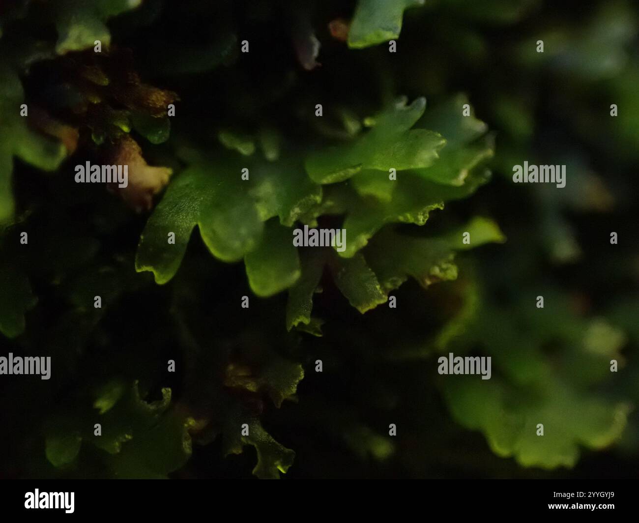 Riccardia latifrons hi-res stock photography and images - Alamy