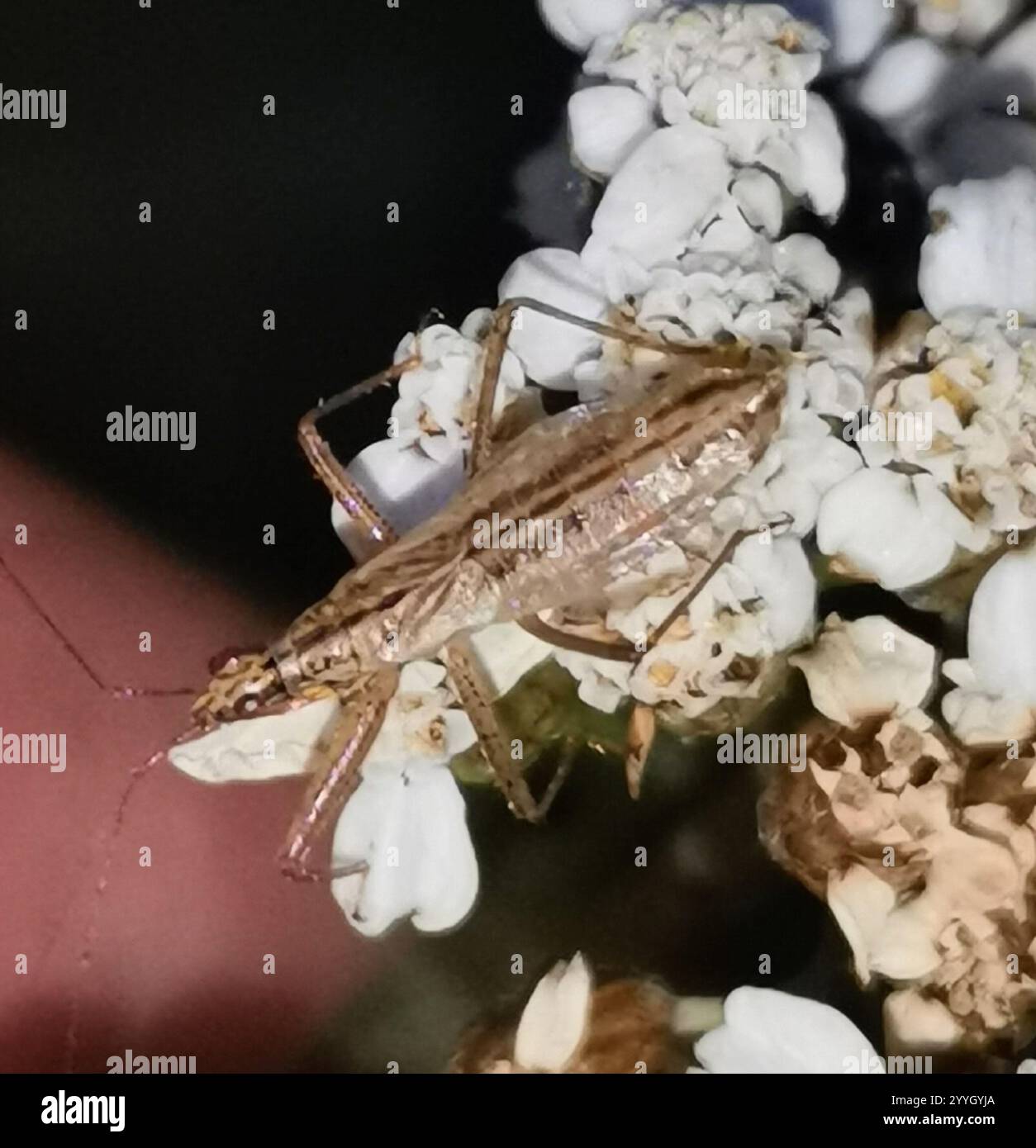 Marsh Damsel Bug (Nabis limbatus Stock Photo - Alamy