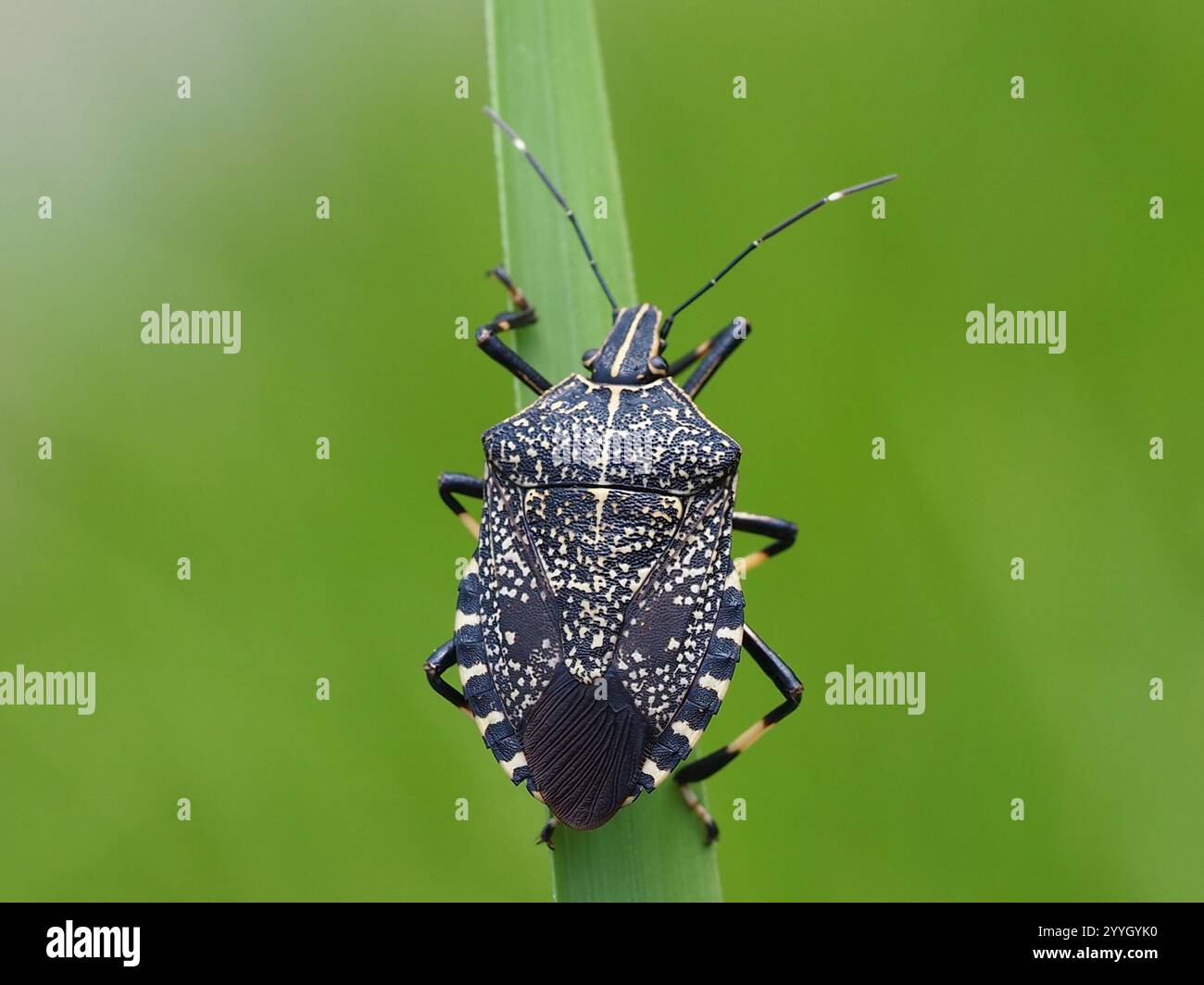 Yellow-spotted Stink Bug (Erthesina fullo Stock Photo - Alamy