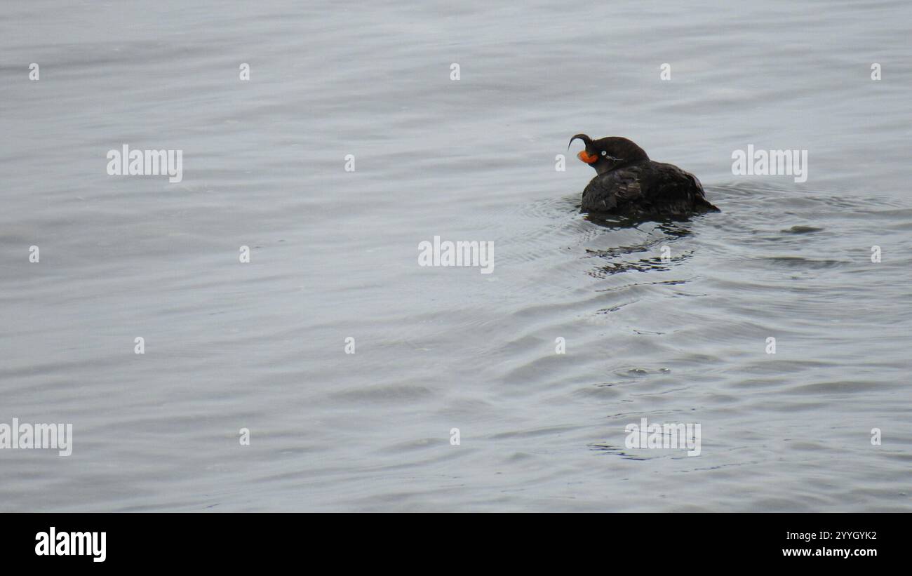 Crested Auklet (Aethia cristatella Stock Photo - Alamy