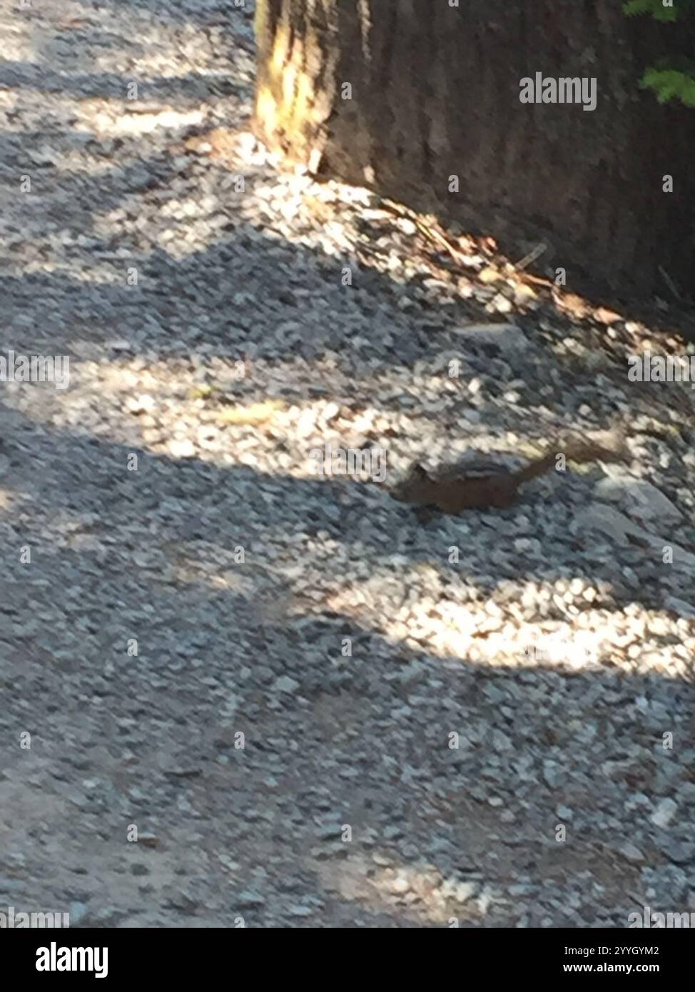 Yellow pine chipmunk hi-res stock photography and images - Alamy