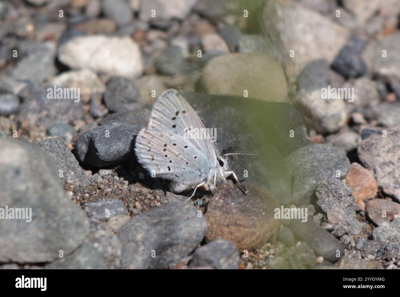 Anna's Blue (Plebejus anna Stock Photo - Alamy