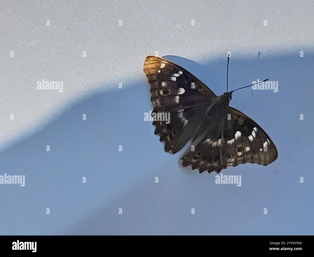 Lesser Purple Emperor (Apatura ilia Stock Photo - Alamy