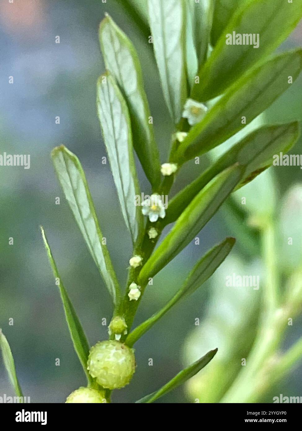 Chamberbitter (Phyllanthus urinaria Stock Photo - Alamy
