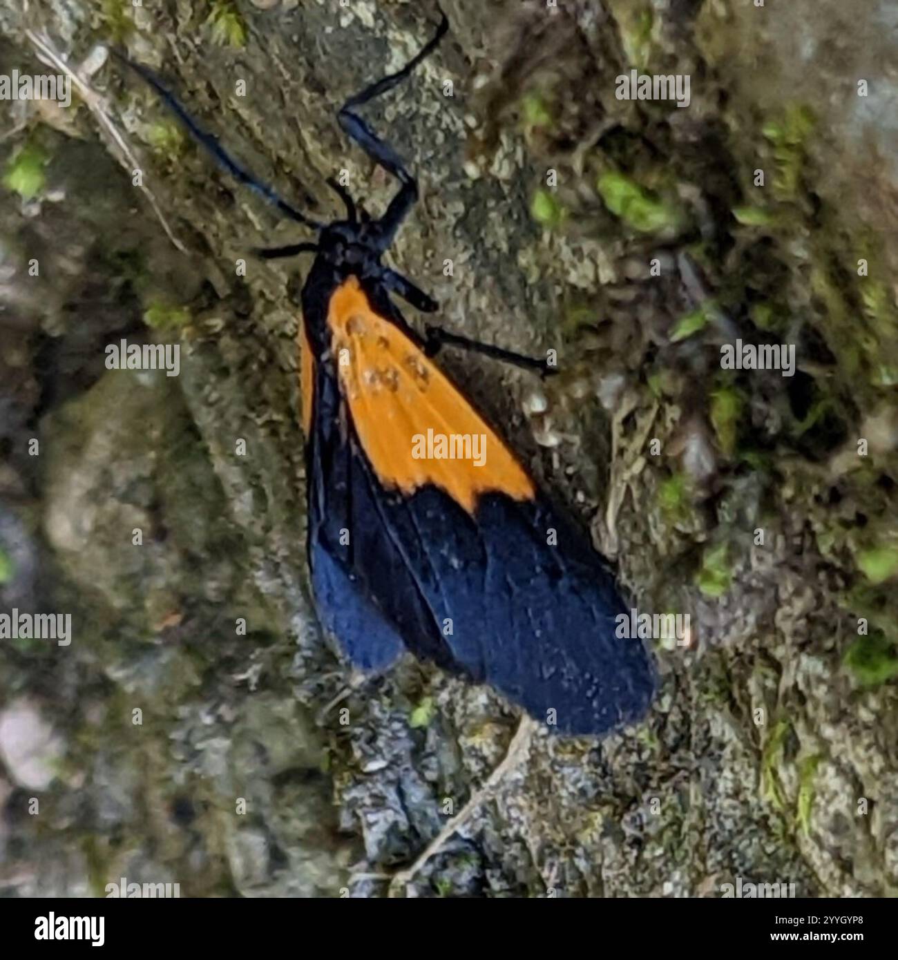 Black-and-yellow Lichen Moth (Lycomorpha pholus Stock Photo - Alamy
