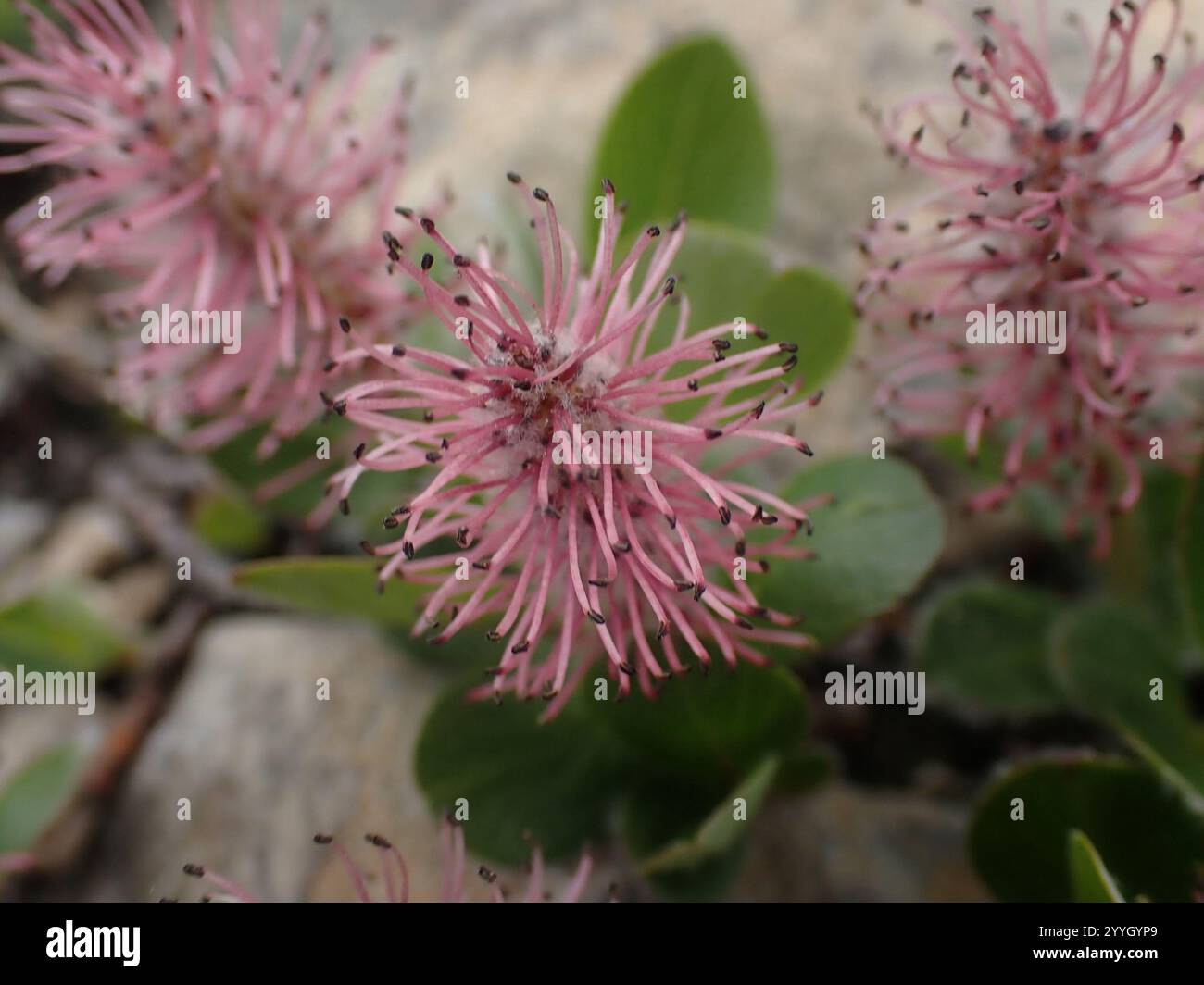 arctic willow (Salix arctica Stock Photo - Alamy