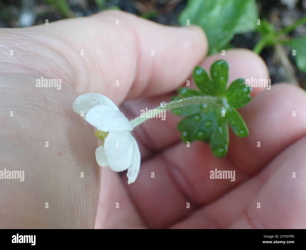 Small-flower Anemone (Anemone parviflora Stock Photo - Alamy