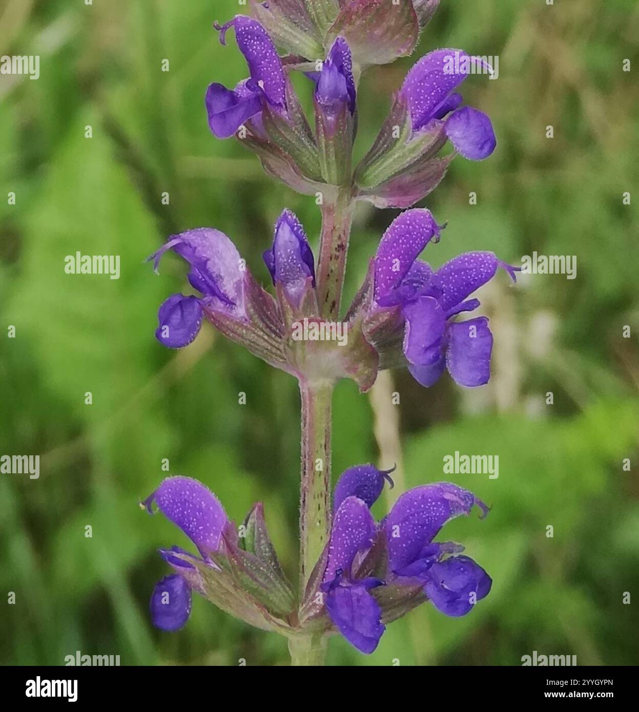 Meadow Sage (Salvia pratensis Stock Photo - Alamy