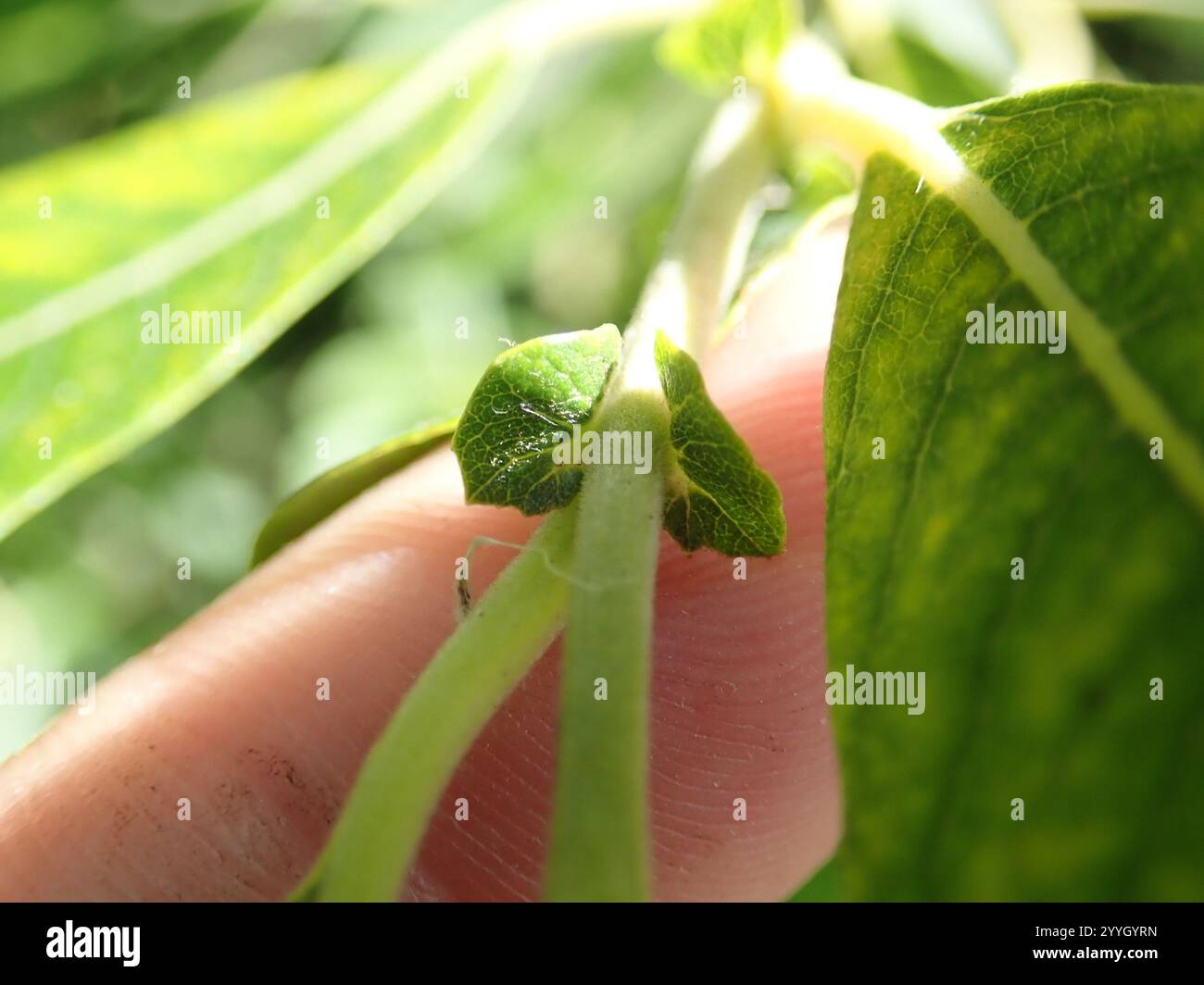 Rusty Willow (Salix atrocinerea Stock Photo - Alamy
