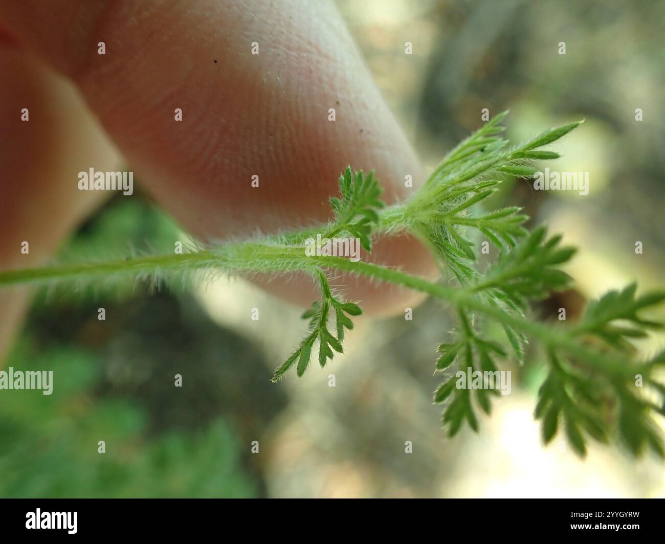 American wild carrot (Daucus pusillus Stock Photo - Alamy