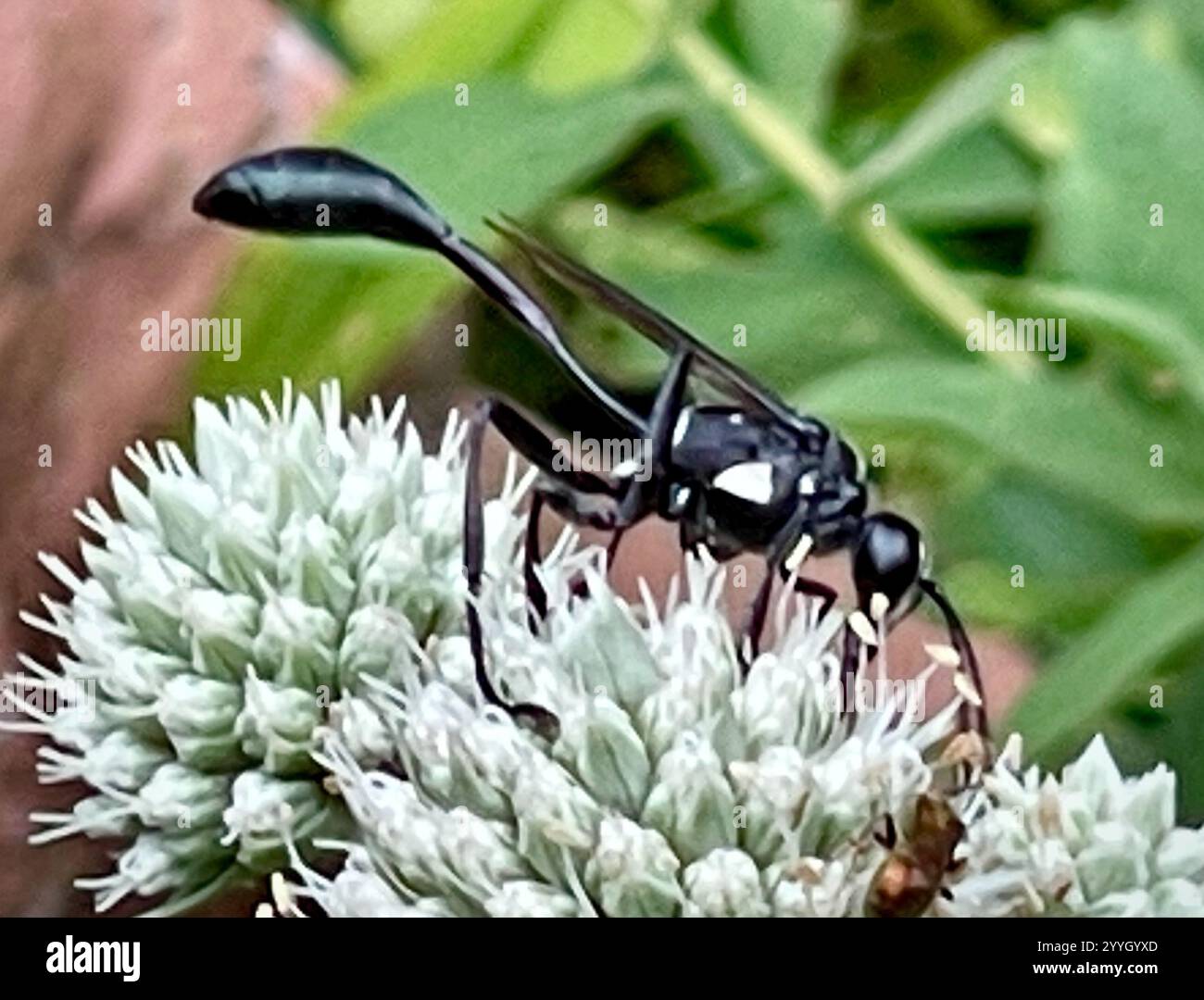 Gold-marked Thread-waisted Wasp (Eremnophila aureonotata Stock Photo ...