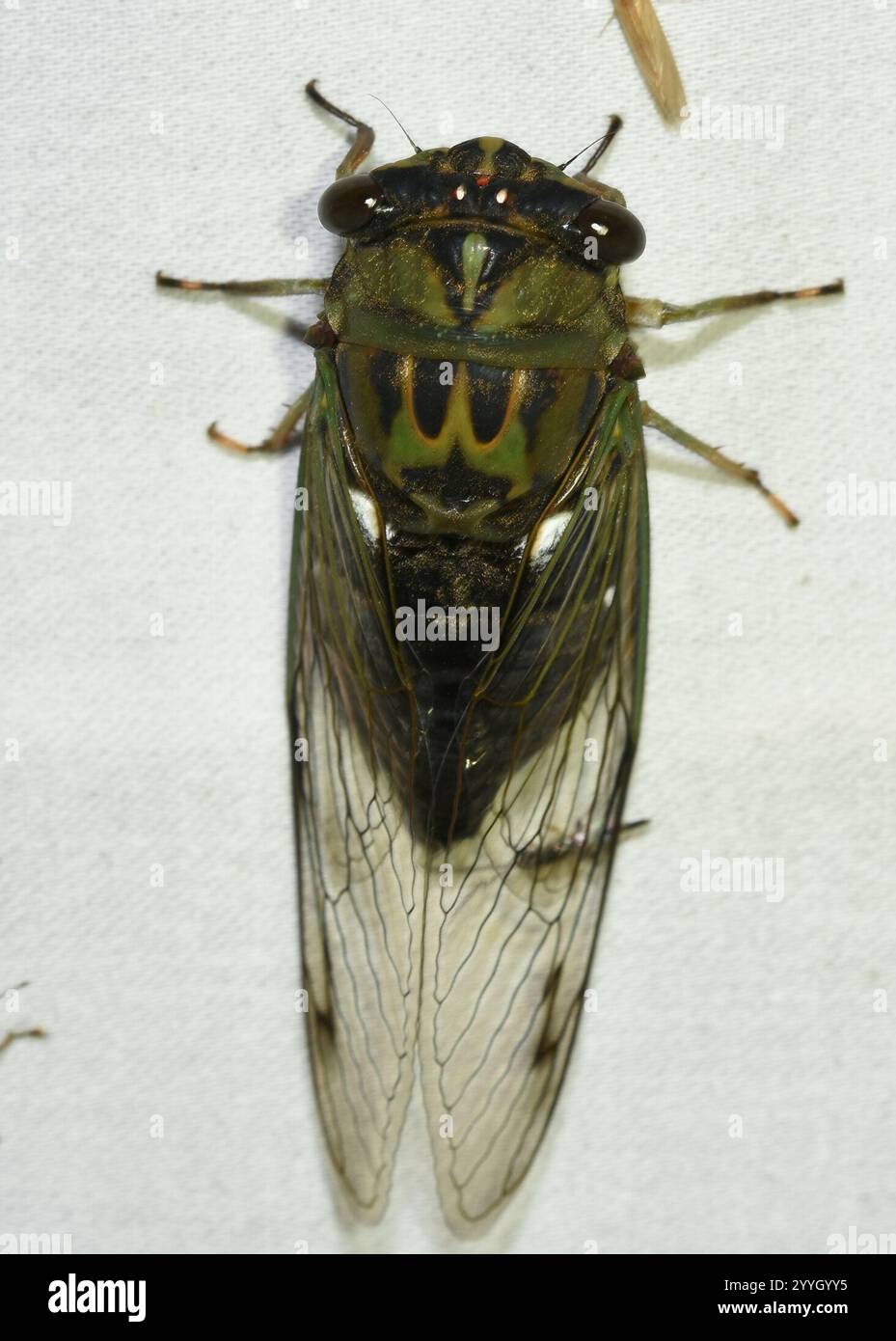 Scissor Grinder (Neotibicen pruinosus Stock Photo - Alamy