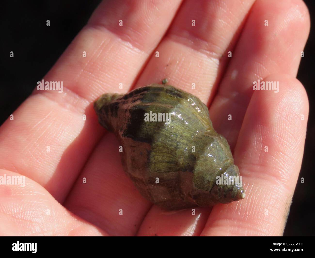 Frilled Dogwinkle (Nucella lamellosa Stock Photo - Alamy