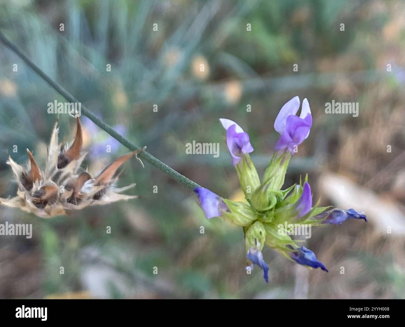 arabian pea (Bituminaria bituminosa Stock Photo - Alamy