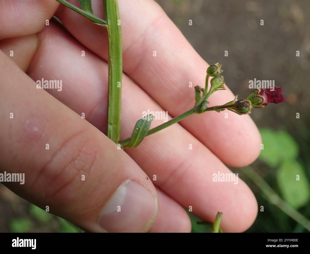 Water Figwort (Scrophularia auriculata Stock Photo - Alamy