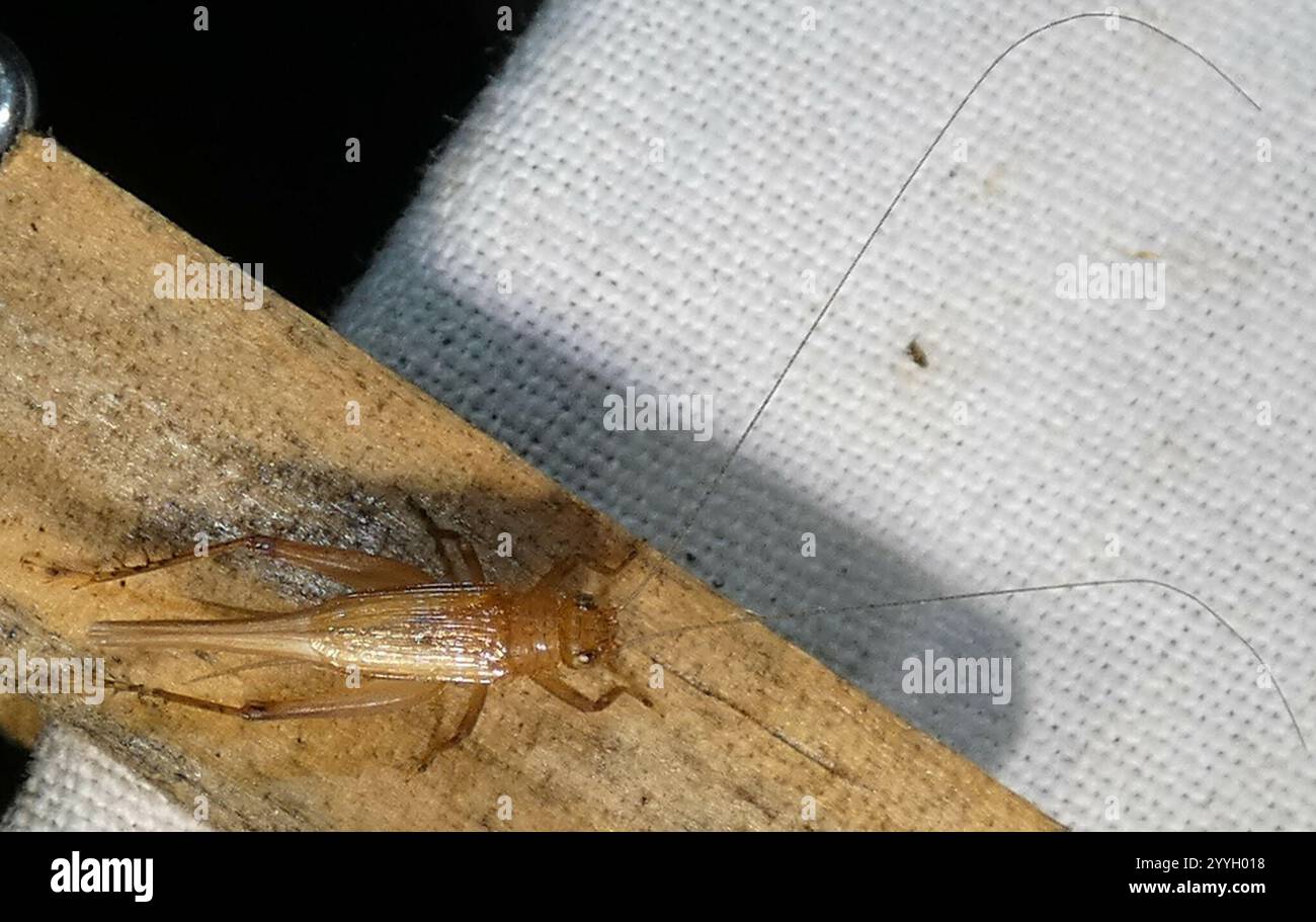 Sword tail hi-res stock photography and images - Alamy