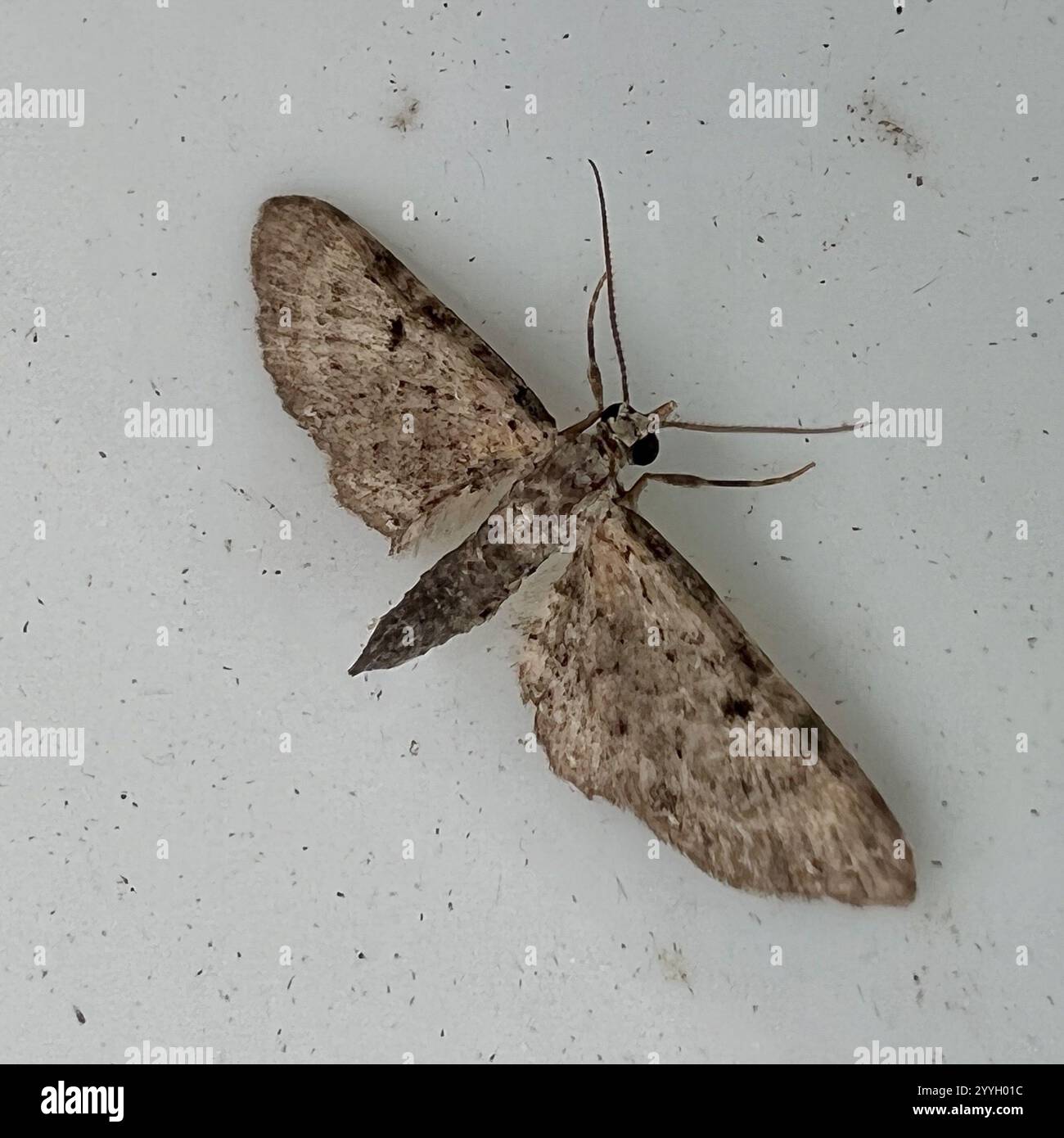 Common Eupithecia Moth (Eupithecia miserulata Stock Photo - Alamy