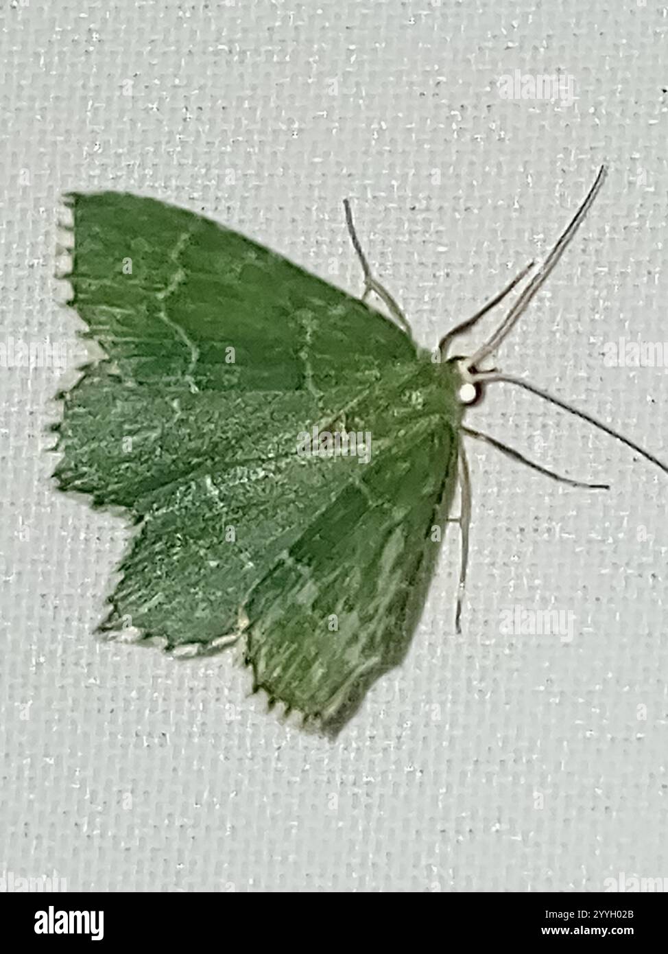 Common Emerald (Hemithea aestivaria Stock Photo - Alamy