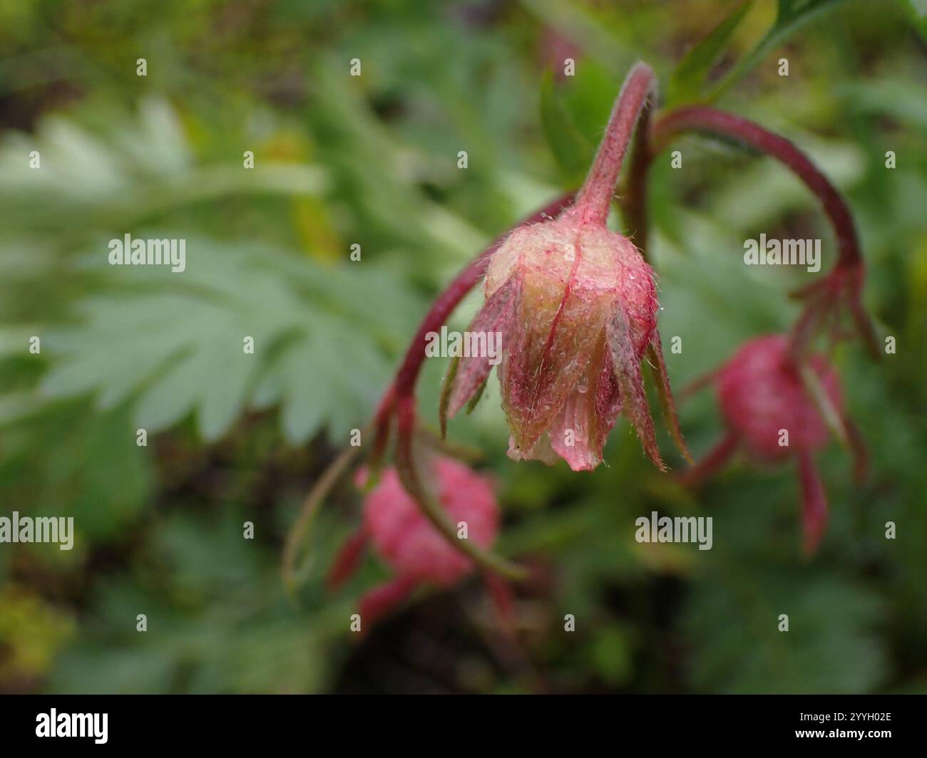 prairie smoke (Geum triflorum Stock Photo - Alamy