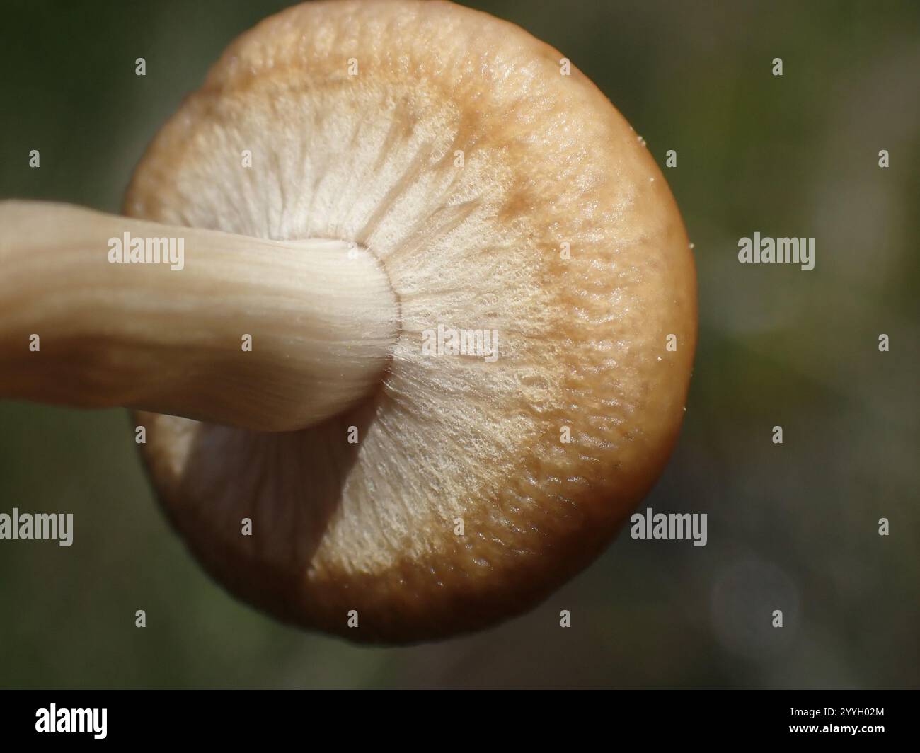 Common Fieldcap (Agrocybe pediades Stock Photo - Alamy