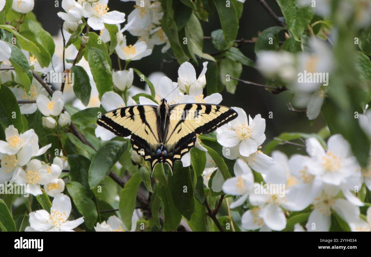 Western Tiger Swallowtail (Papilio rutulus Stock Photo - Alamy