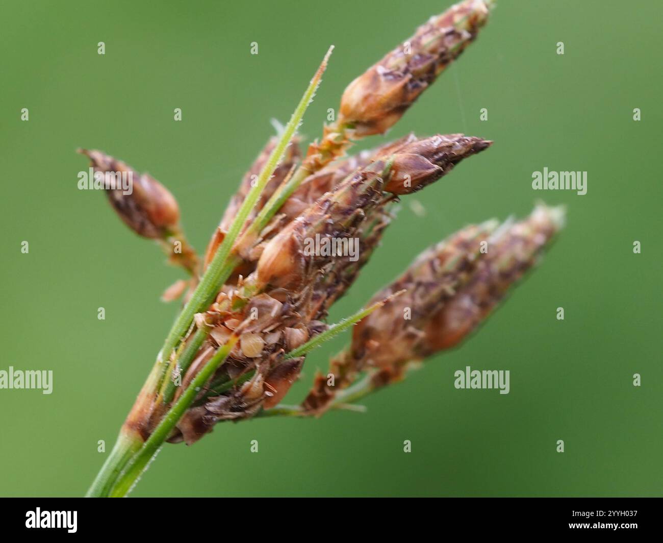 Common Fringe-rush (Fimbristylis dichotoma Stock Photo - Alamy