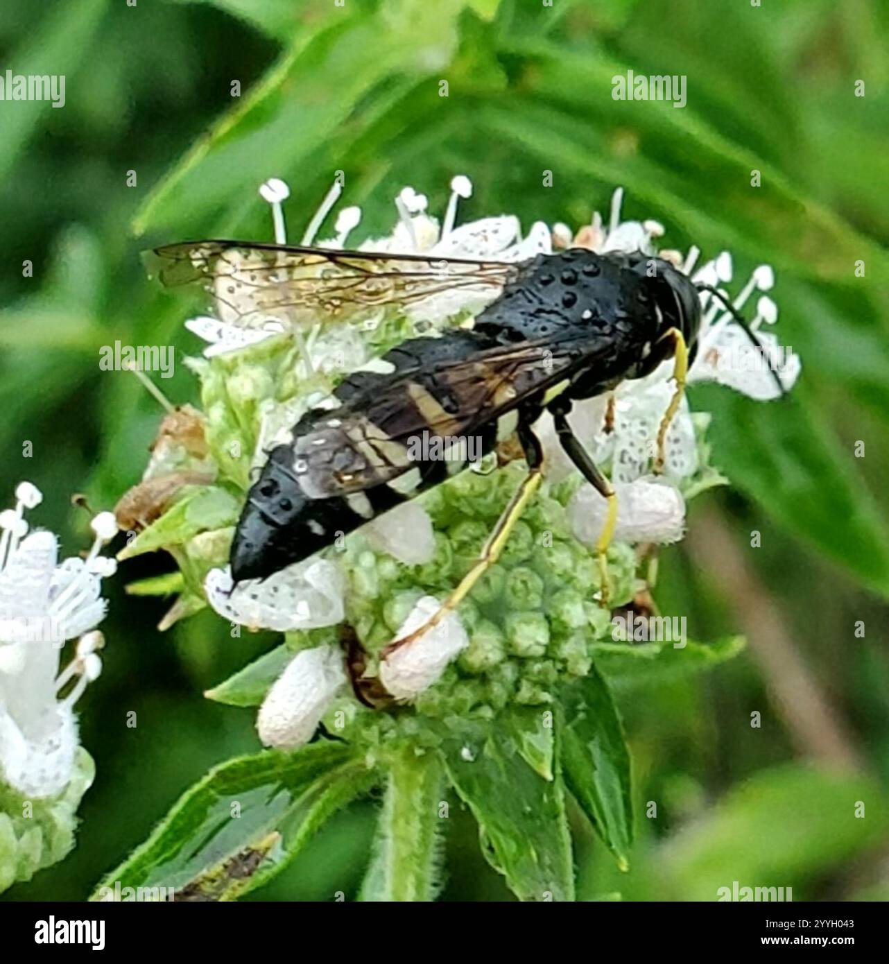 Four-banded Stink Bug Wasp (Bicyrtes quadrifasciatus Stock Photo - Alamy