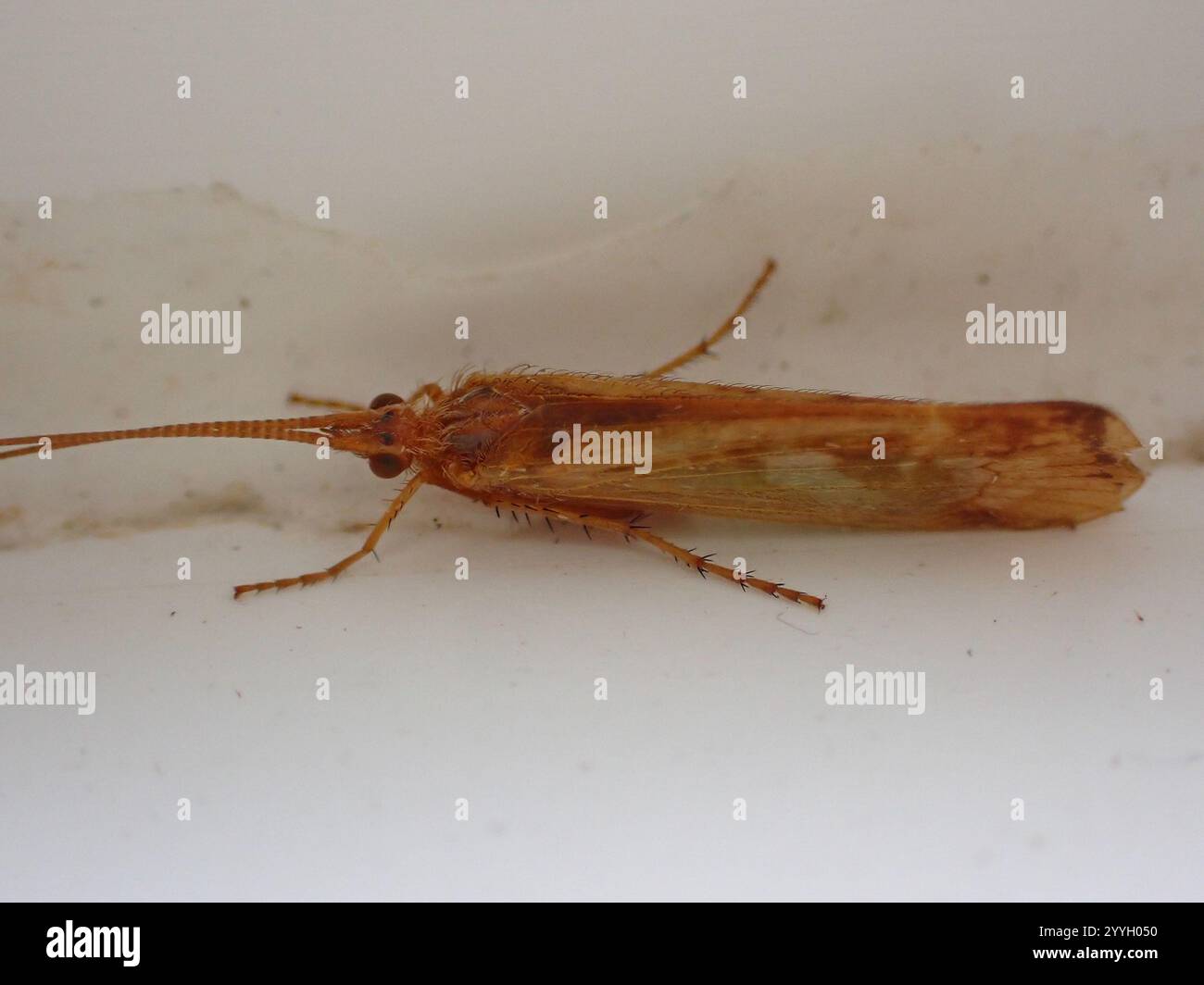 Cinnamon Sedge (Limnephilus lunatus Stock Photo - Alamy