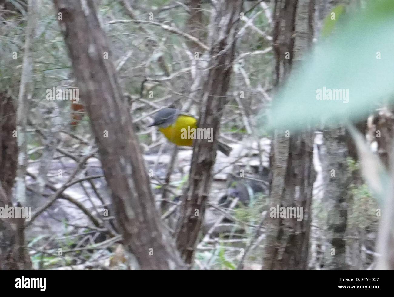 Eastern Yellow Robin (Eopsaltria australis Stock Photo - Alamy