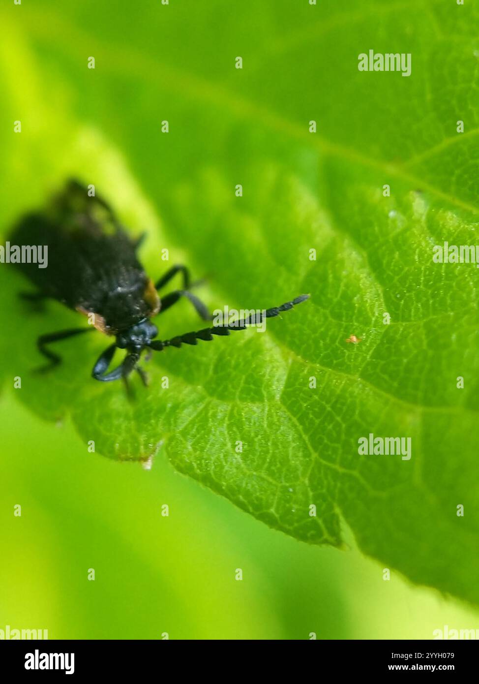 Net-winged Beetles (Lycidae Stock Photo - Alamy