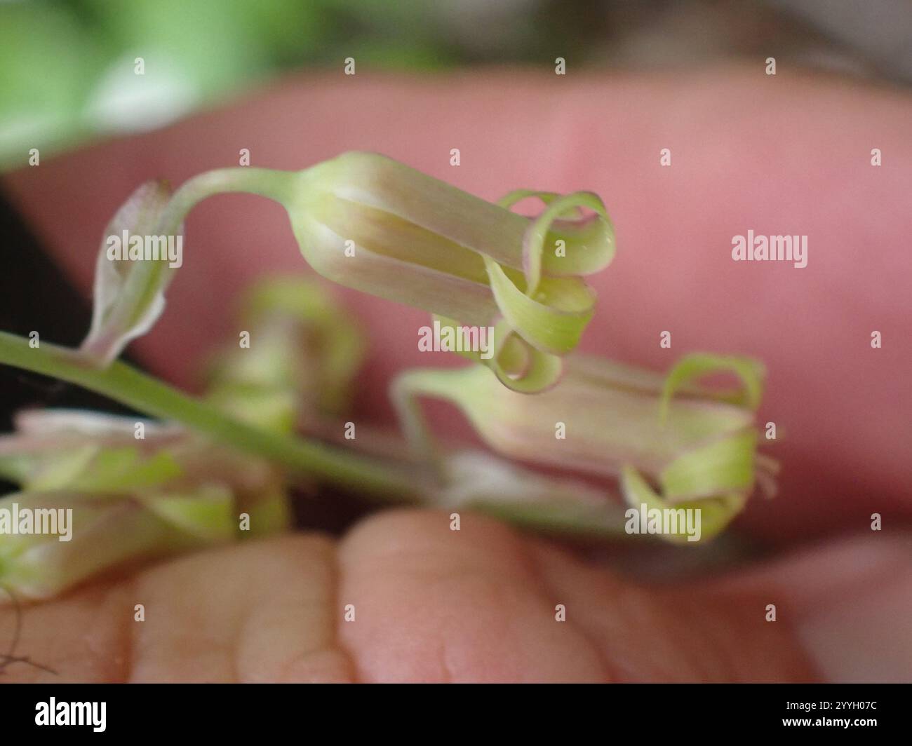 bronze-bells (Anticlea occidentalis Stock Photo - Alamy