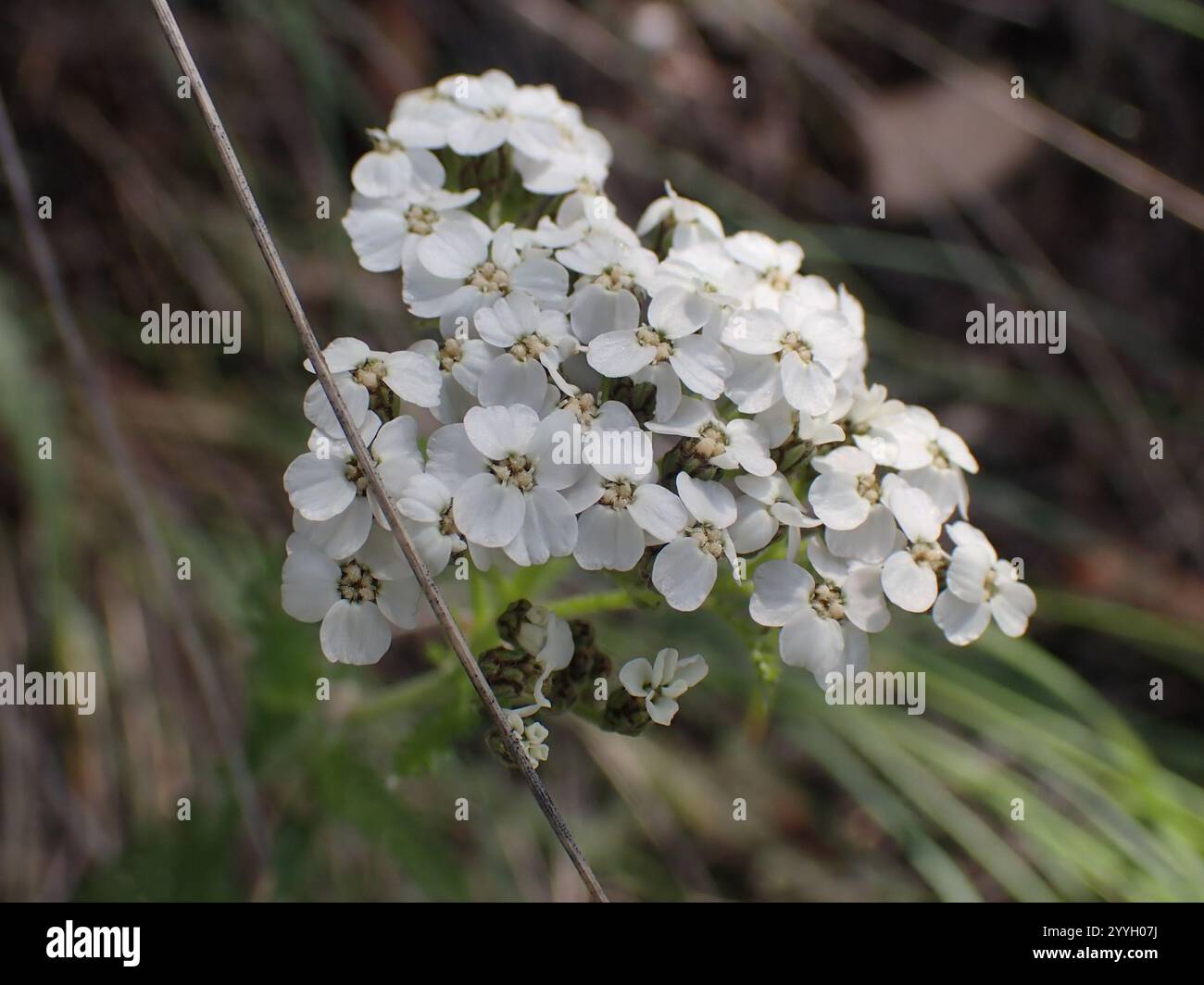 common yarrow (Achillea millefolium Stock Photo - Alamy