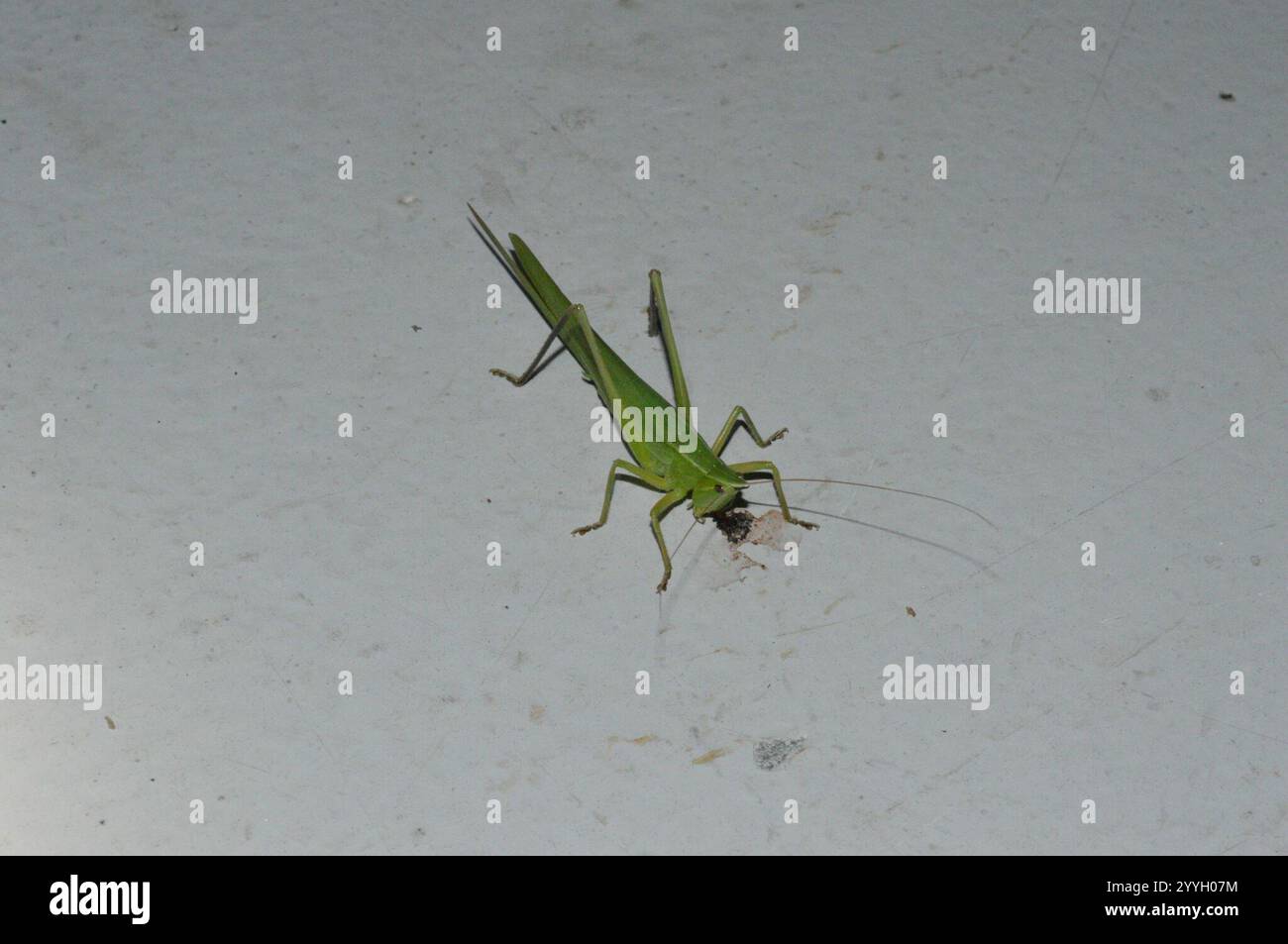 Common Coneheads (Neoconocephalus Stock Photo - Alamy
