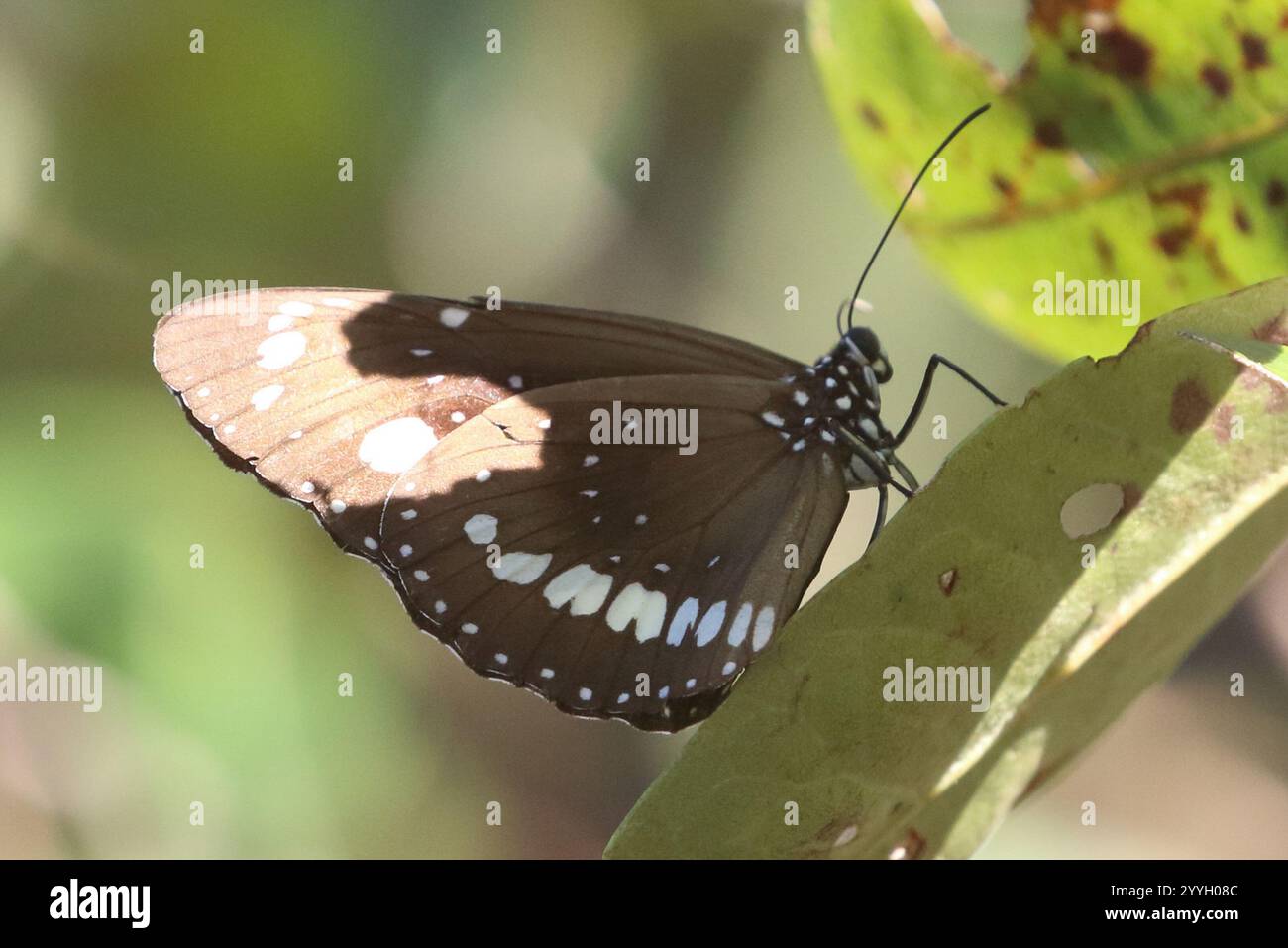 Common Crow Butterfly (Euploea core Stock Photo - Alamy