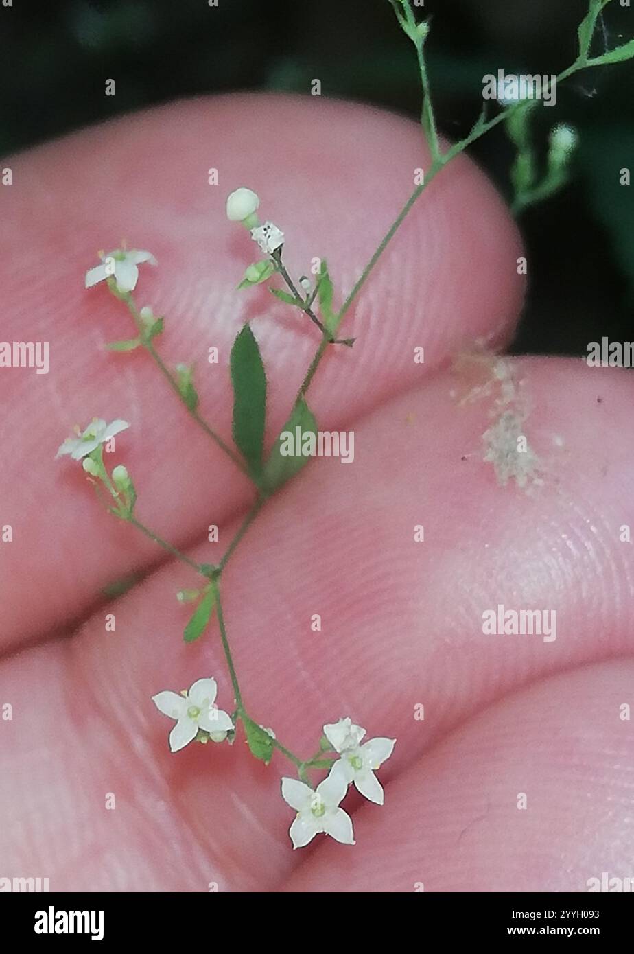 Wood Bedstraw (Galium sylvaticum Stock Photo - Alamy