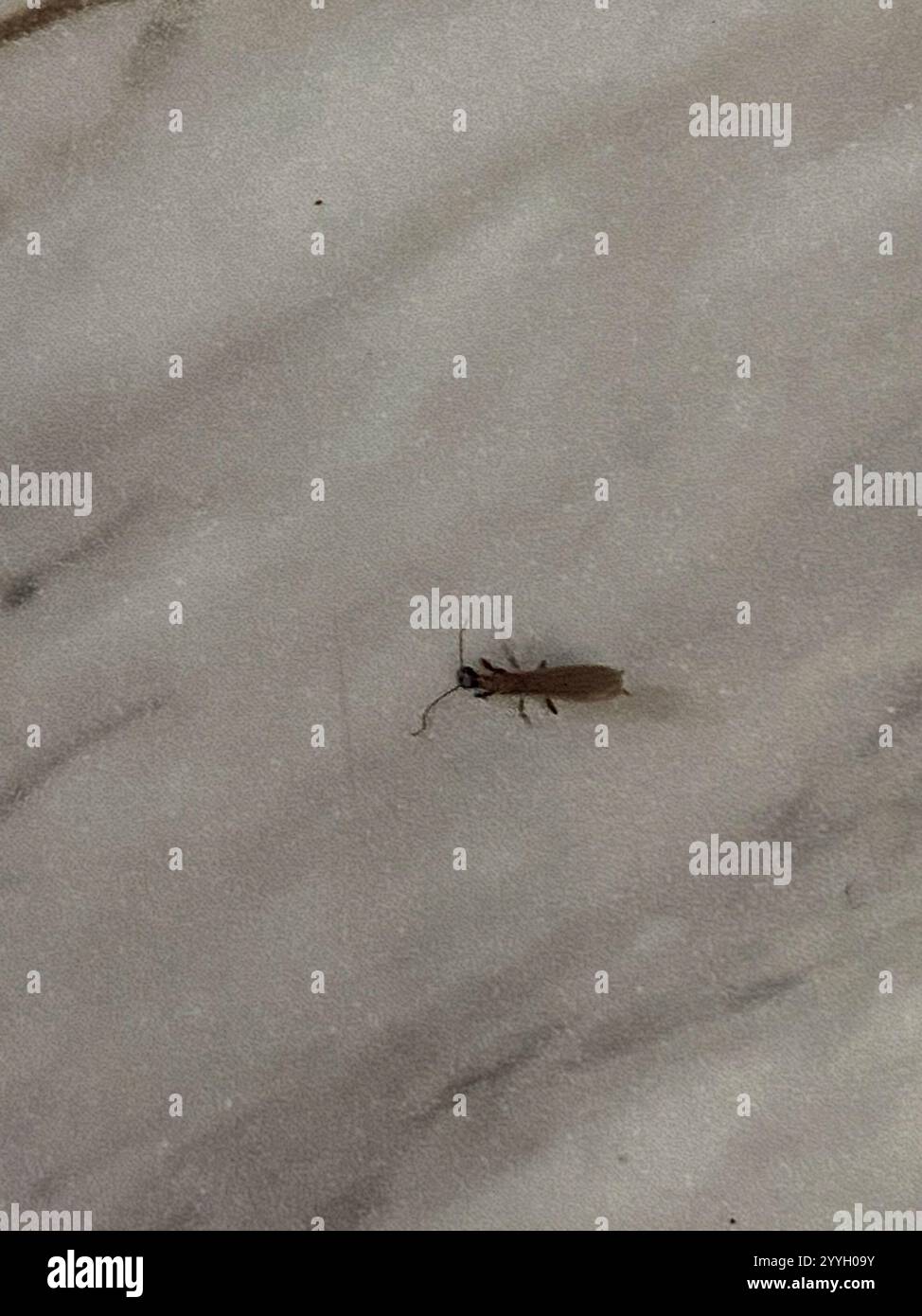 Black Webspinner (Oligotoma nigra Stock Photo - Alamy