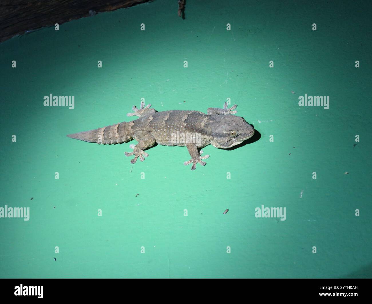 Senegambian hi-res stock photography and images - Alamy