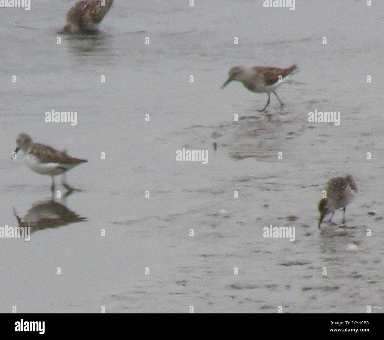 Western Sandpiper (Calidris mauri Stock Photo - Alamy