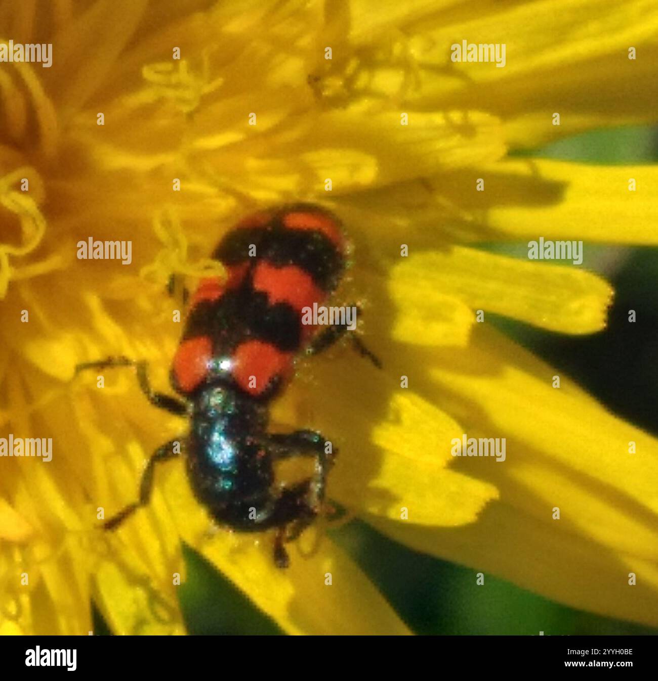 Red-blue Checkered Beetle (Trichodes nuttalli Stock Photo - Alamy