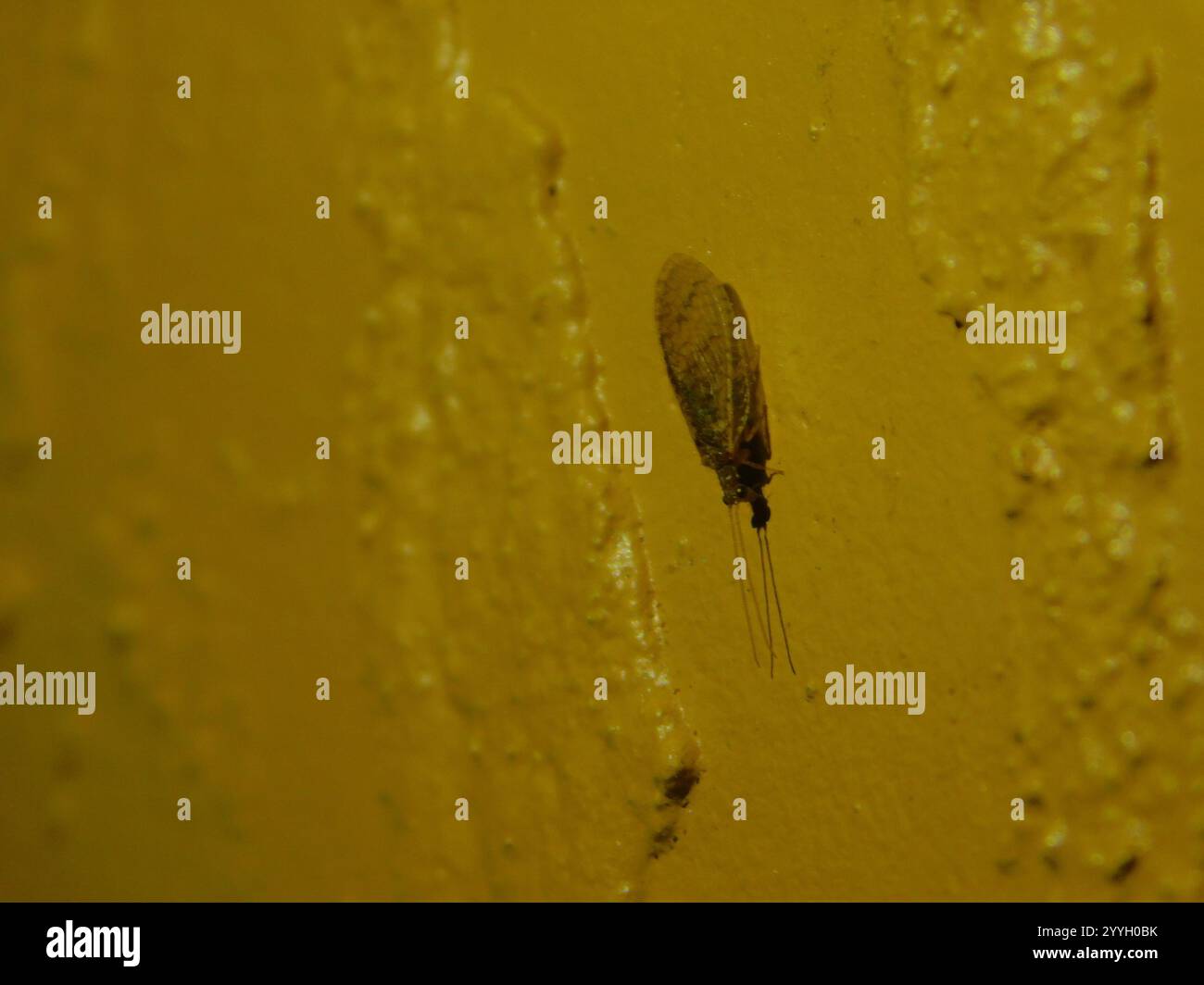 Posterior Brown Lacewing (Micromus posticus Stock Photo - Alamy