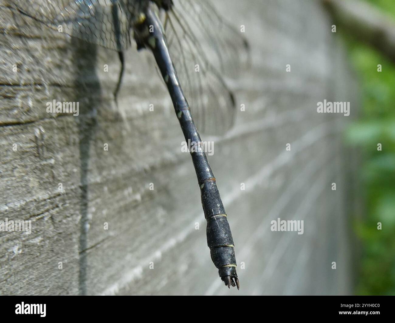 Northern Pygmy Clubtail (Lanthus parvulus Stock Photo - Alamy