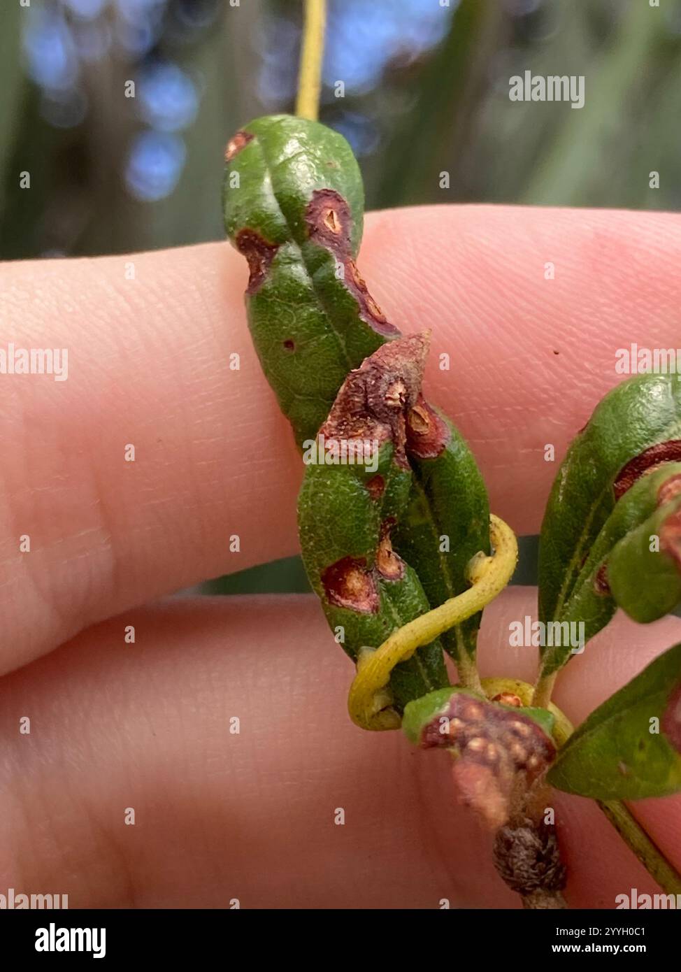 laurel dodder (Cassytha filiformis Stock Photo - Alamy