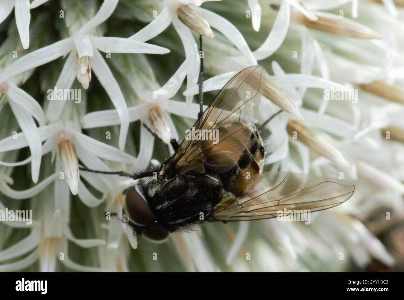 Graphomya hi-res stock photography and images - Alamy