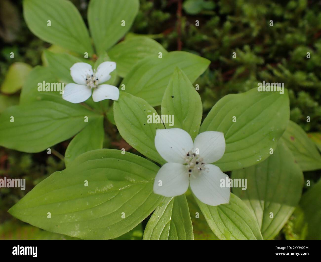 Canadian bunchberry (Cornus canadensis Stock Photo - Alamy