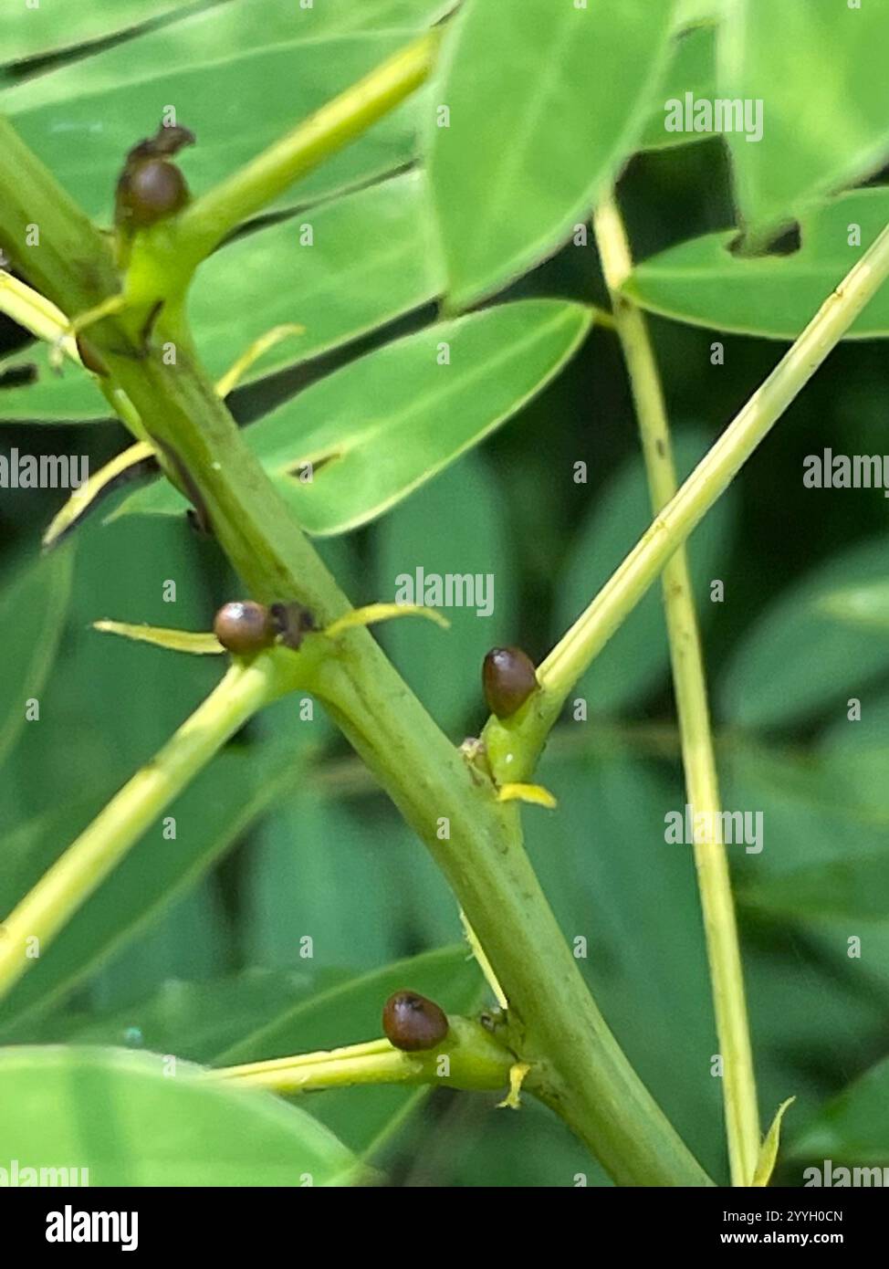 American senna (Senna hebecarpa Stock Photo - Alamy