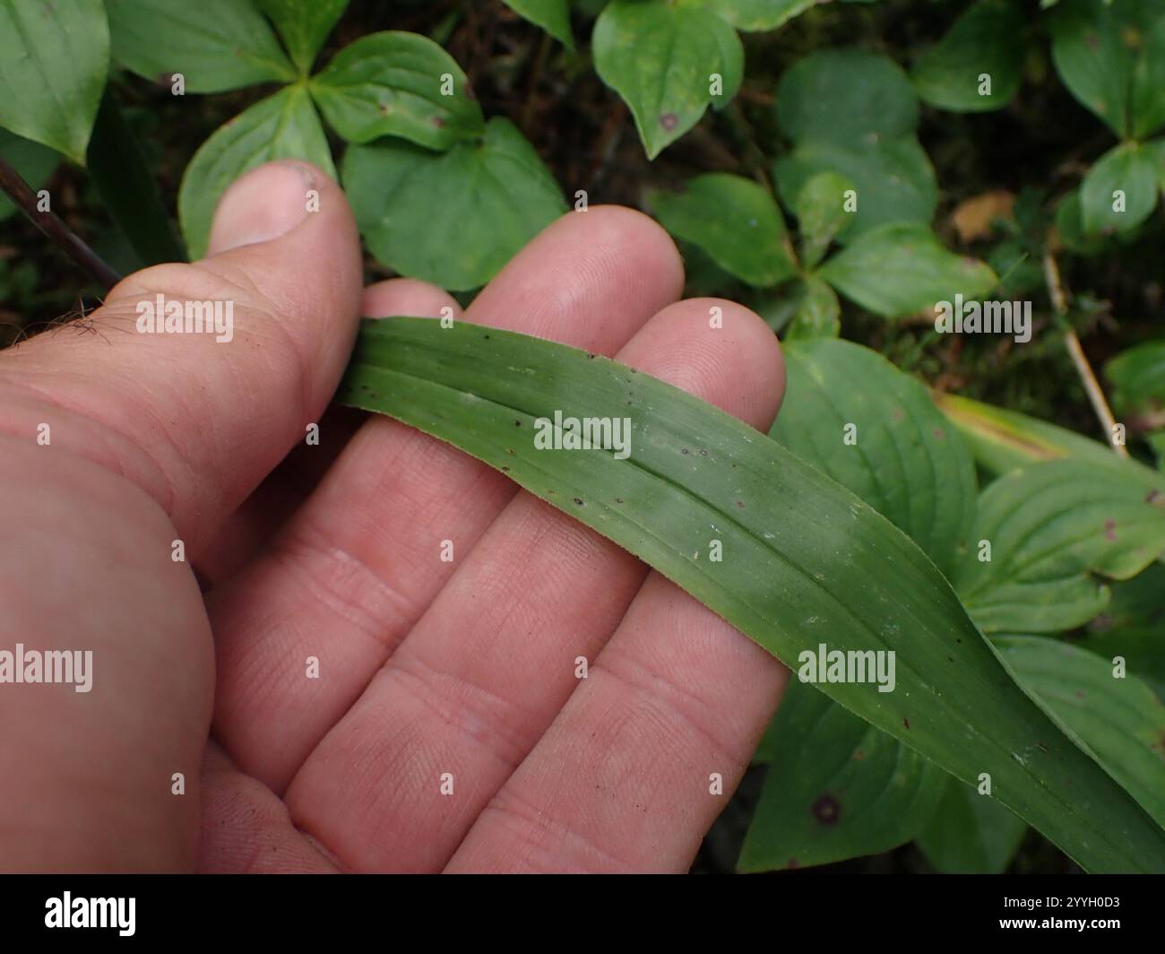 bronze-bells (Anticlea occidentalis Stock Photo - Alamy